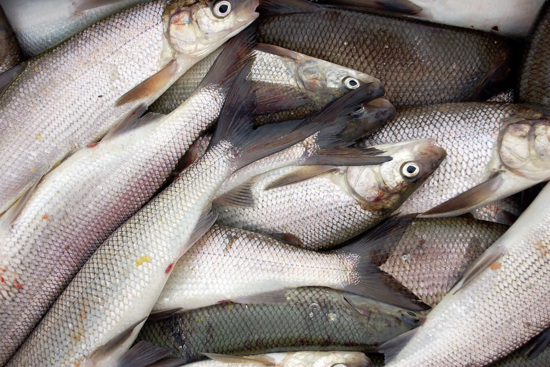Whitefish populations collapse in Great Lakes