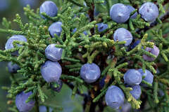 Michigan wild berries: 5 types to forage and enjoy this summer