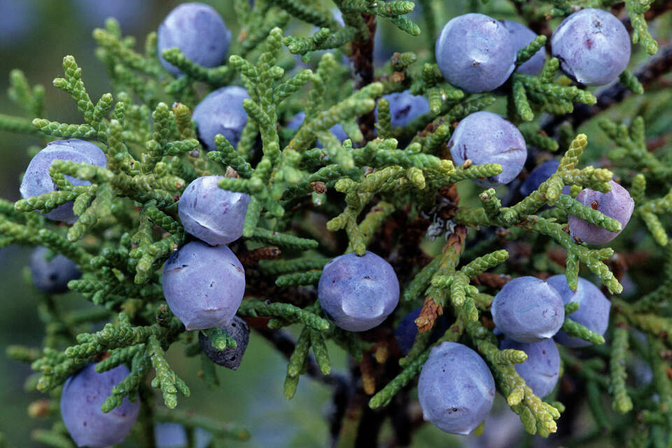 Michigan wild berries: 5 types to forage and enjoy this summer