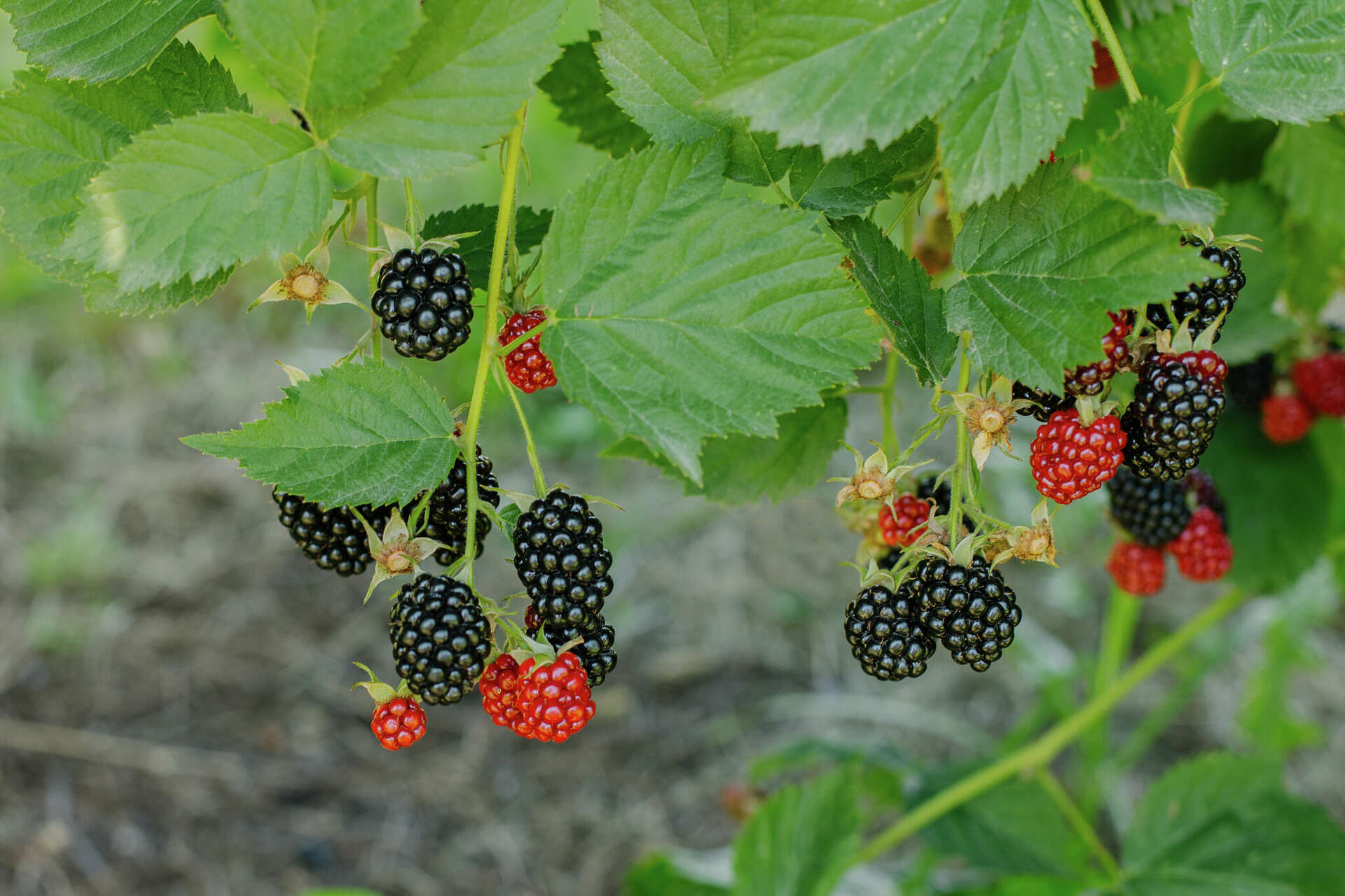 Michigan wild berries: 5 types to forage and enjoy this summer