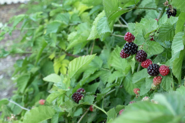 Michigan wild berries: 5 types to forage and enjoy this summer