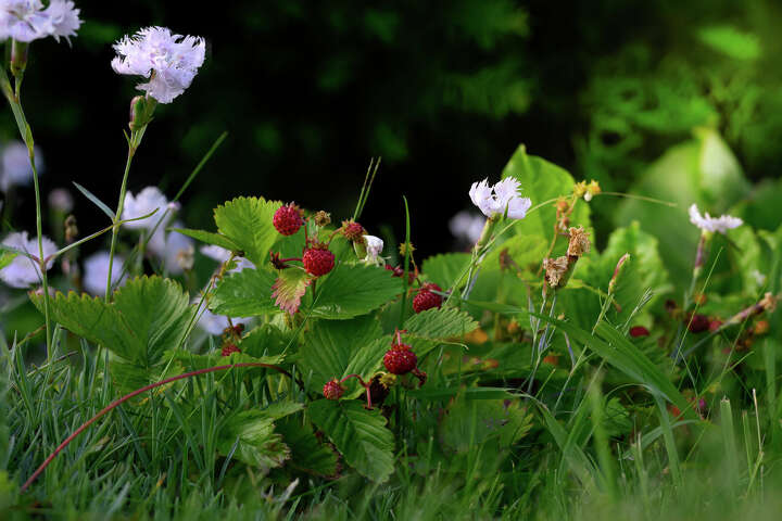 Michigan wild berries: 5 types to forage and enjoy this summer