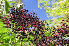 Michigan wild berries: 5 types to forage and enjoy this summer