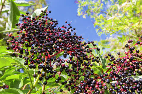 Michigan wild berries: 5 types to forage and enjoy this summer