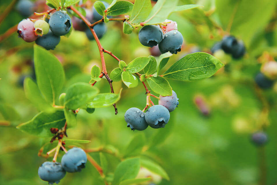 Michigan wild berries: 5 types to forage and enjoy this summer