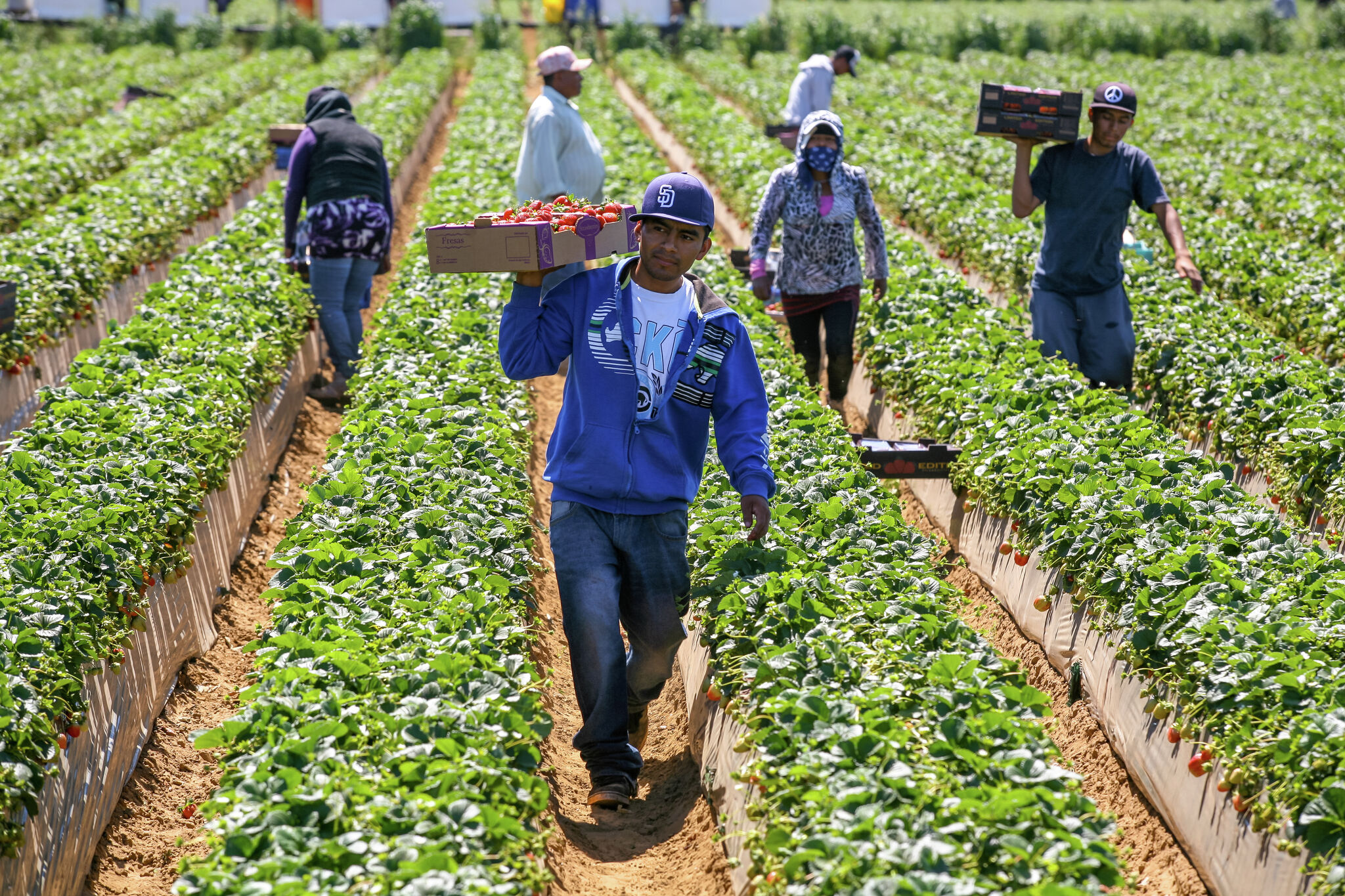 Here's a South Texas Rep's plan to tackle farm labor shortage