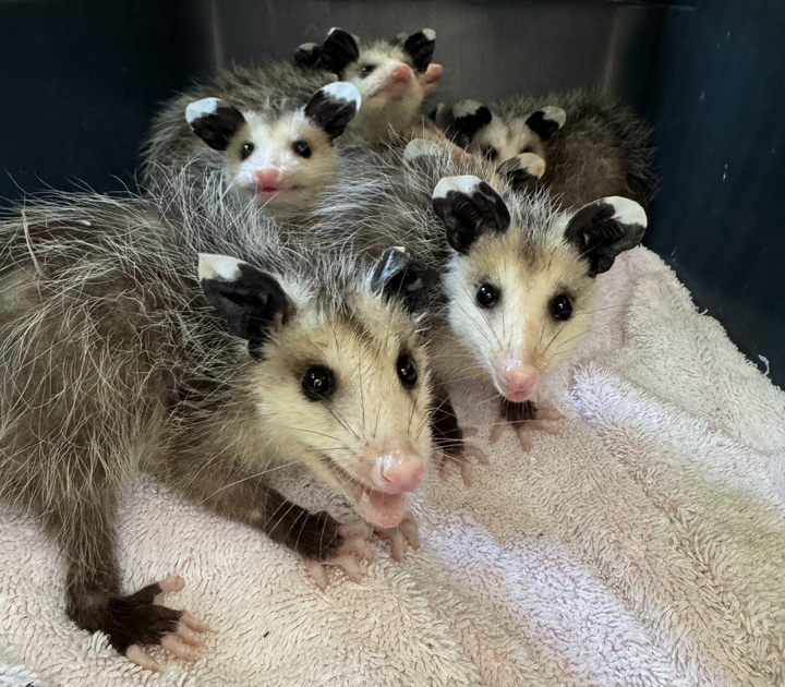S.F. wildlife organization seeks help fostering orphaned possums