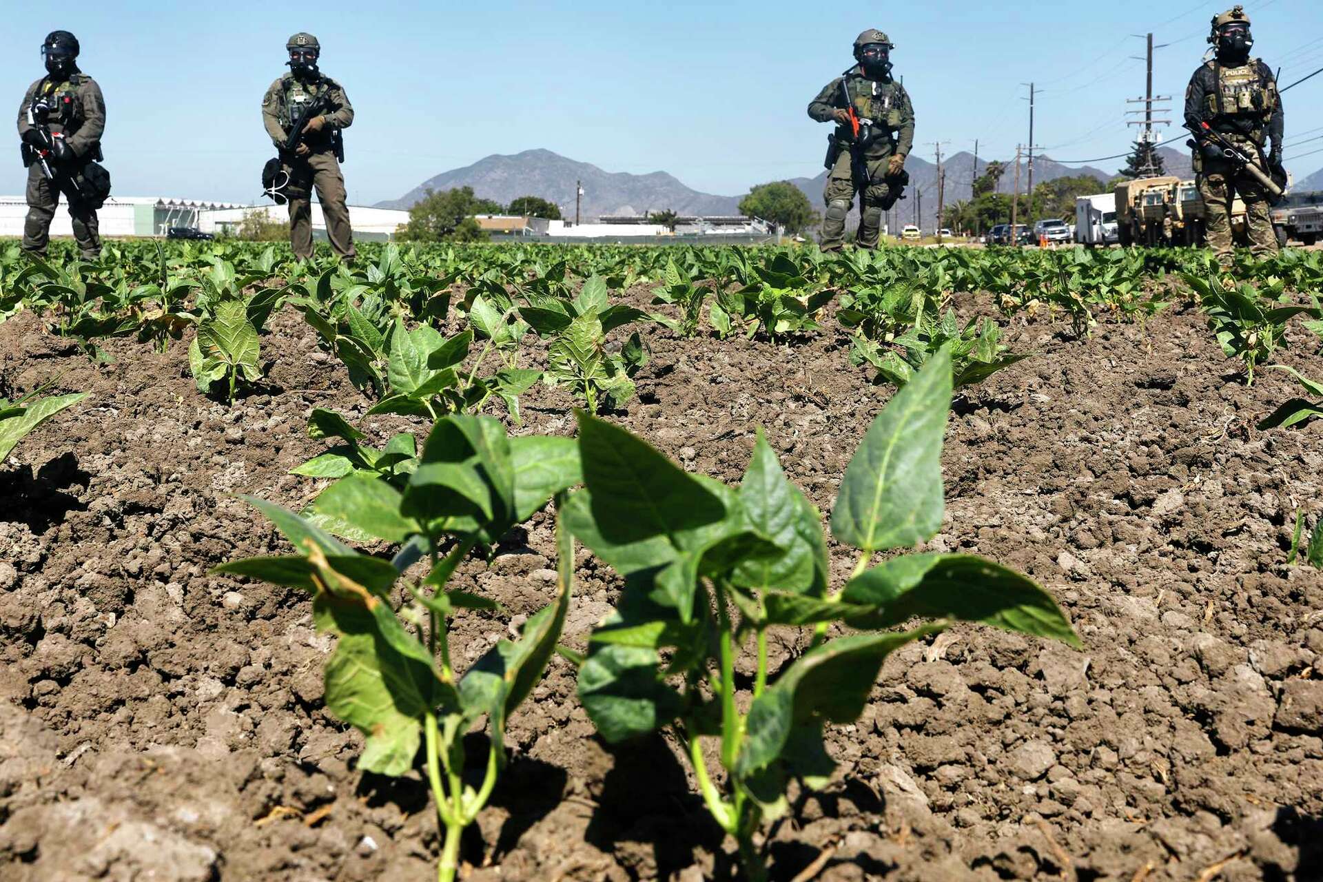 ICE raids are sowing fear in California’s beleaguered pot industry