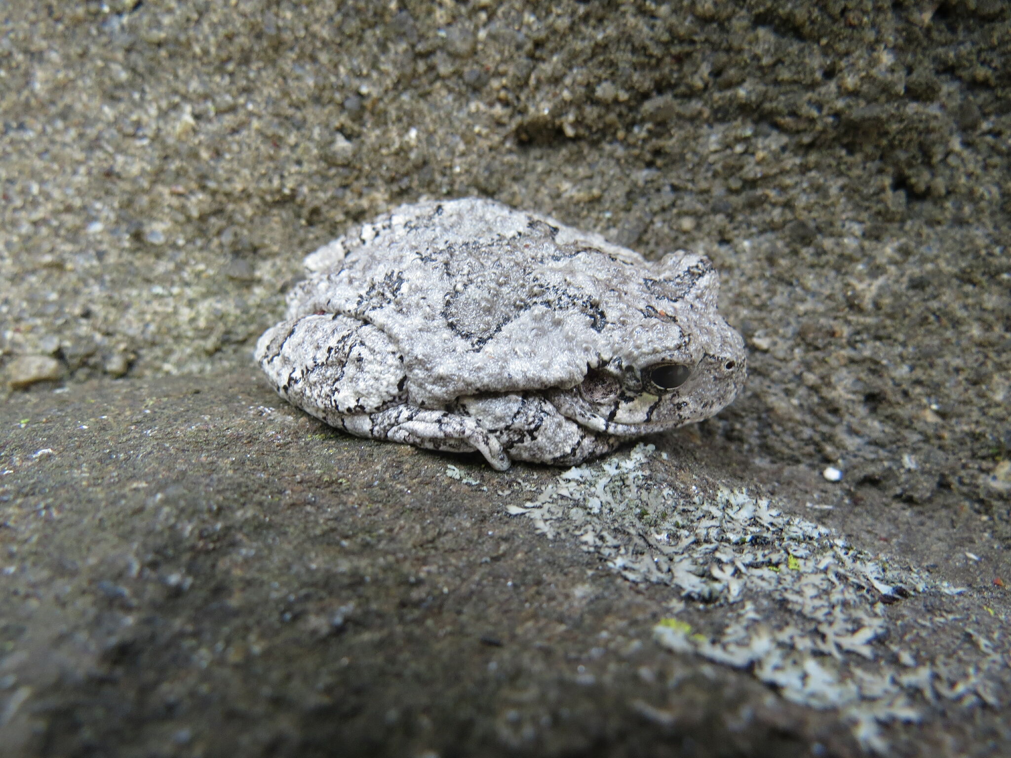 George Whipple Wedding