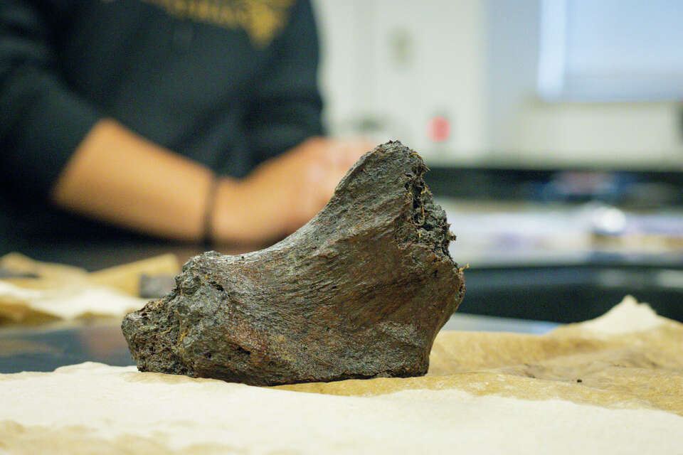 New mastodon fossils unearthed in Orange County after fall discovery