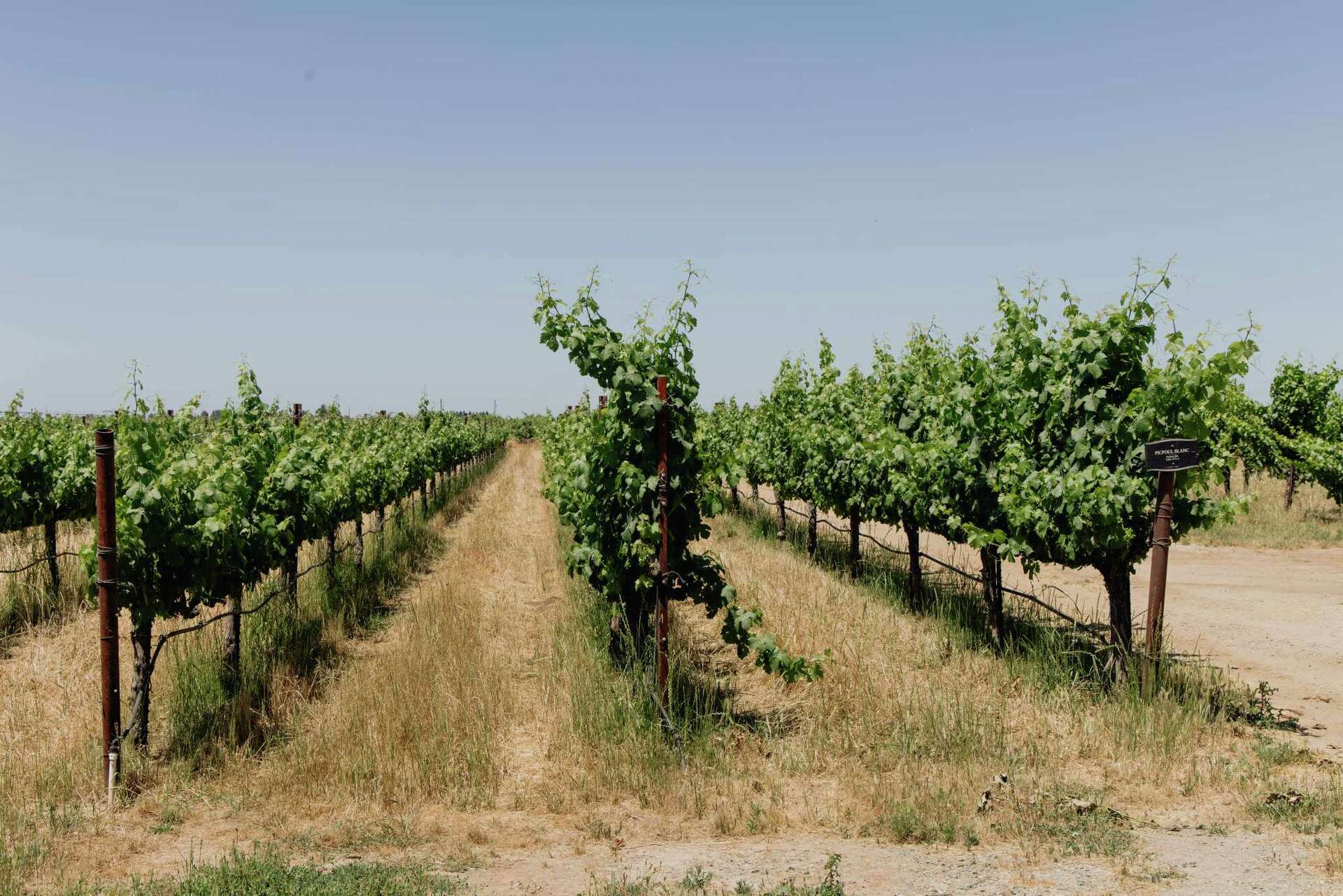 California wine region Lodi a treasure trove for rare white grapes