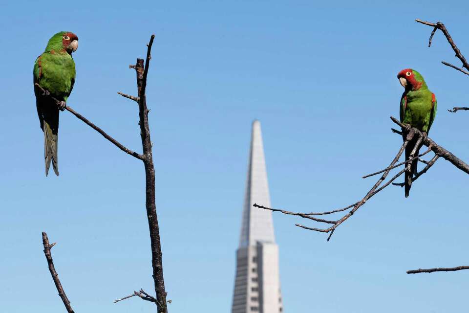 Bird rescue group Mickaboo saves SF wild parrots. Is it going too far?