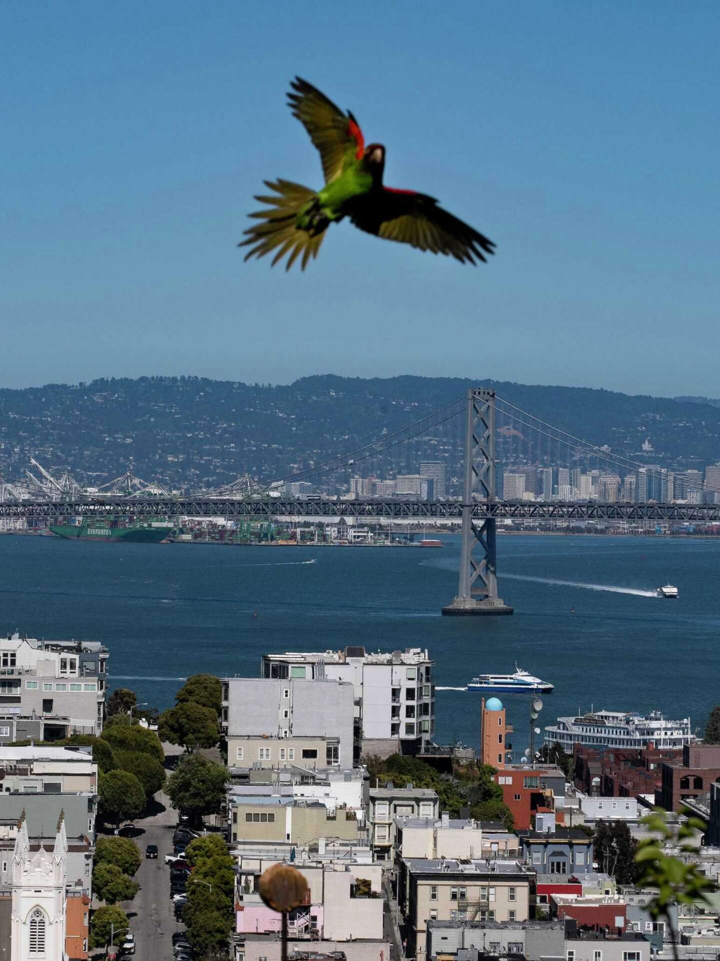 Bird rescue group Mickaboo saves SF wild parrots. Is it going too far?