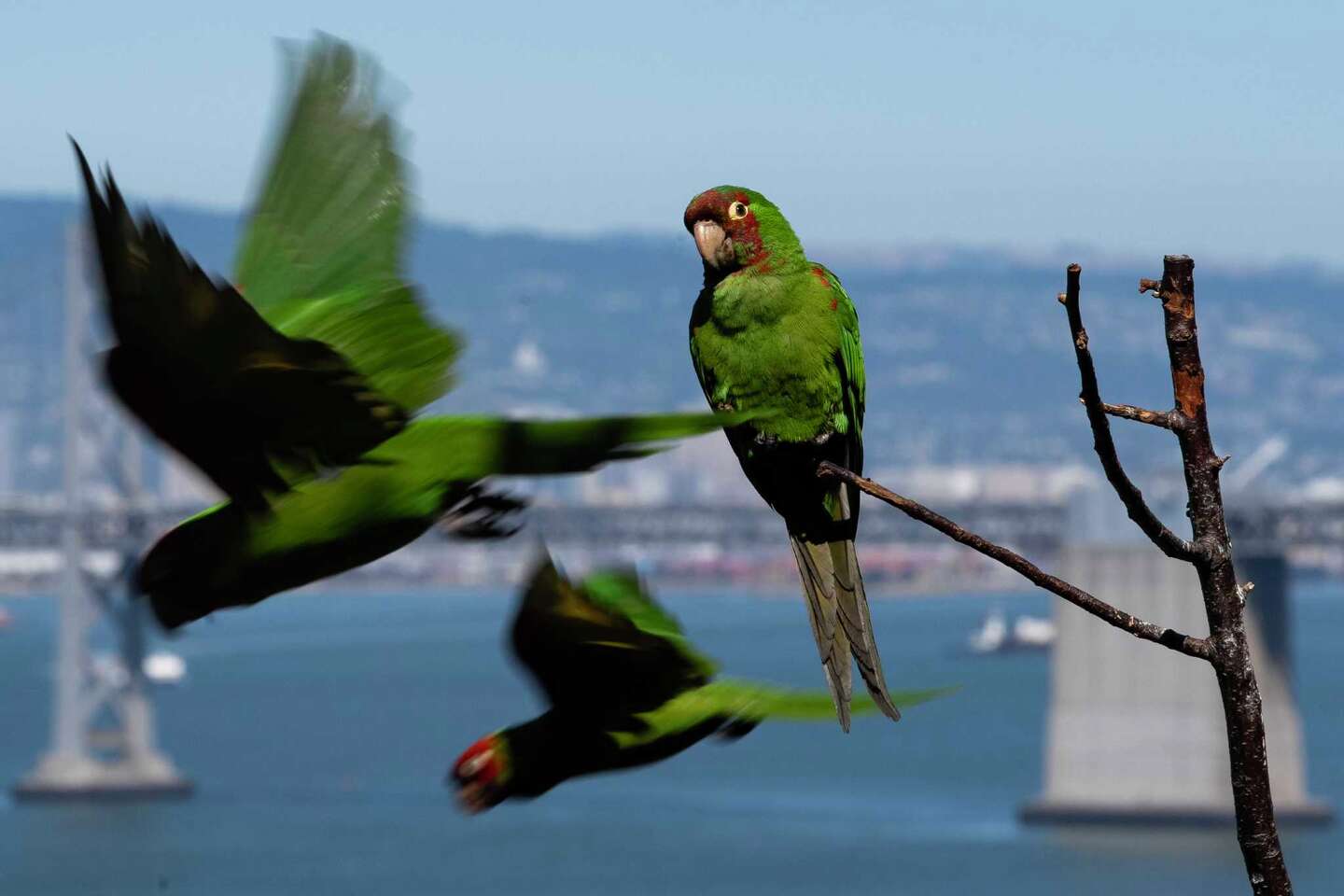 Bird rescue group Mickaboo saves SF wild parrots. Is it going too far?