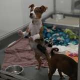 Who did the 'Be Someone,' 'Toeflop' graffiti in Houston?