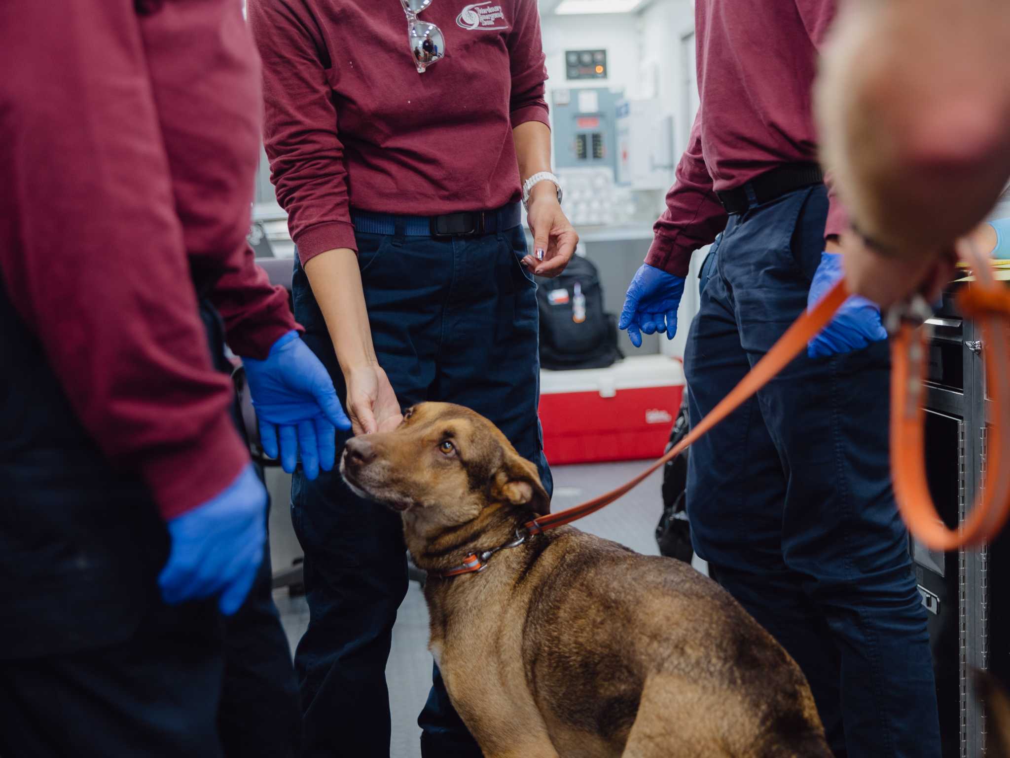 In grueling hunt for flood victims, search dogs are secret weapon