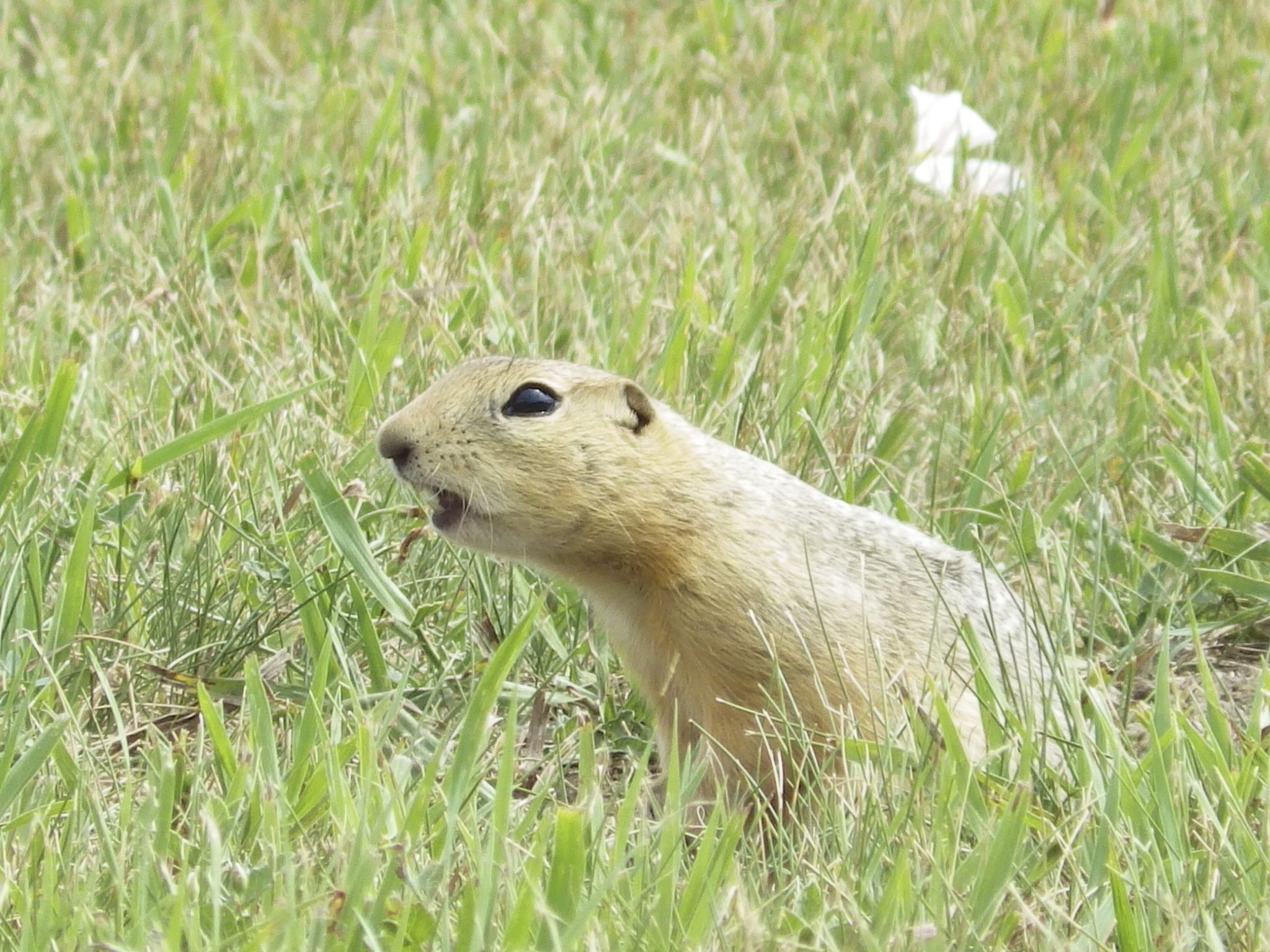 Ground squirrels are taking over a North Dakota city