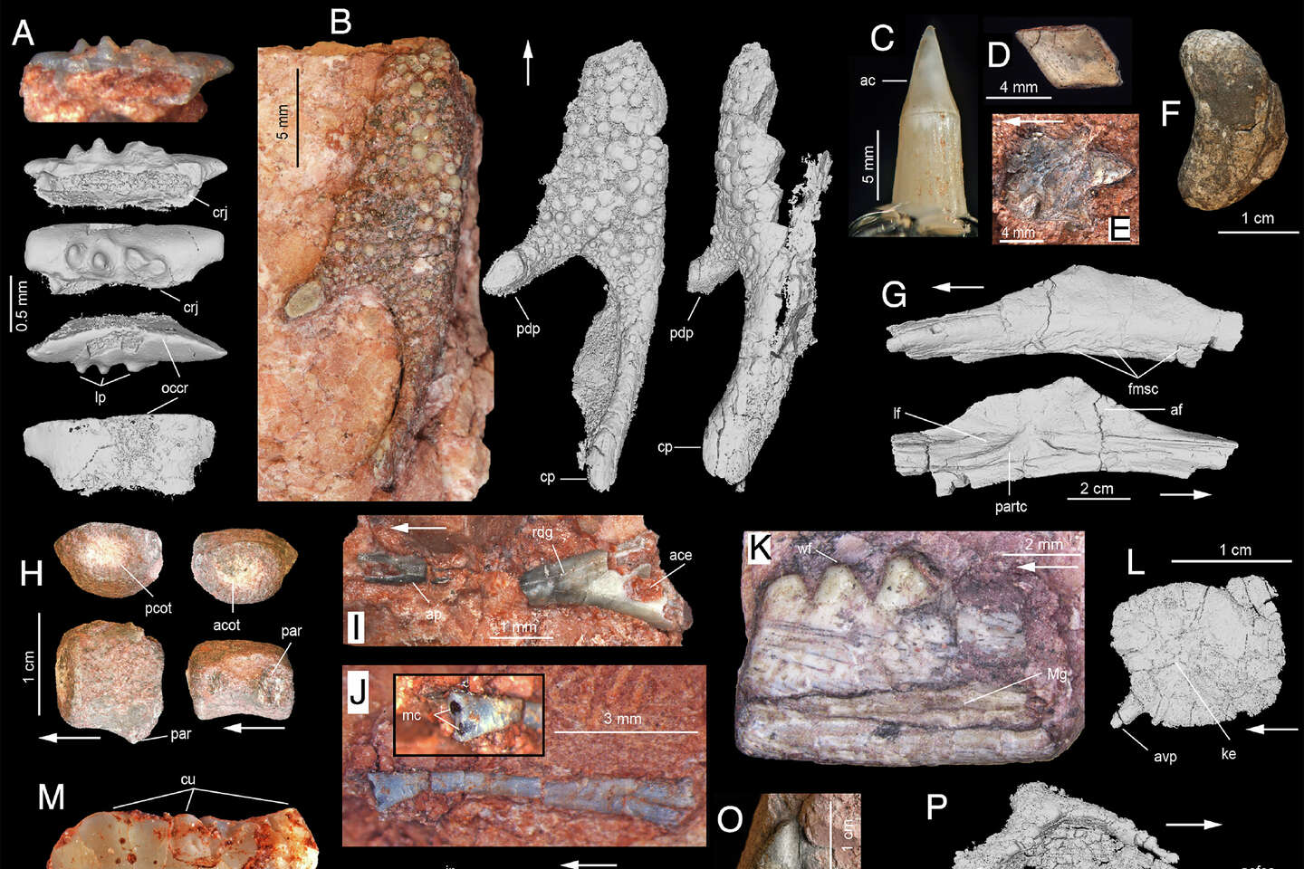 New dinosaur-like species discovered in US national park