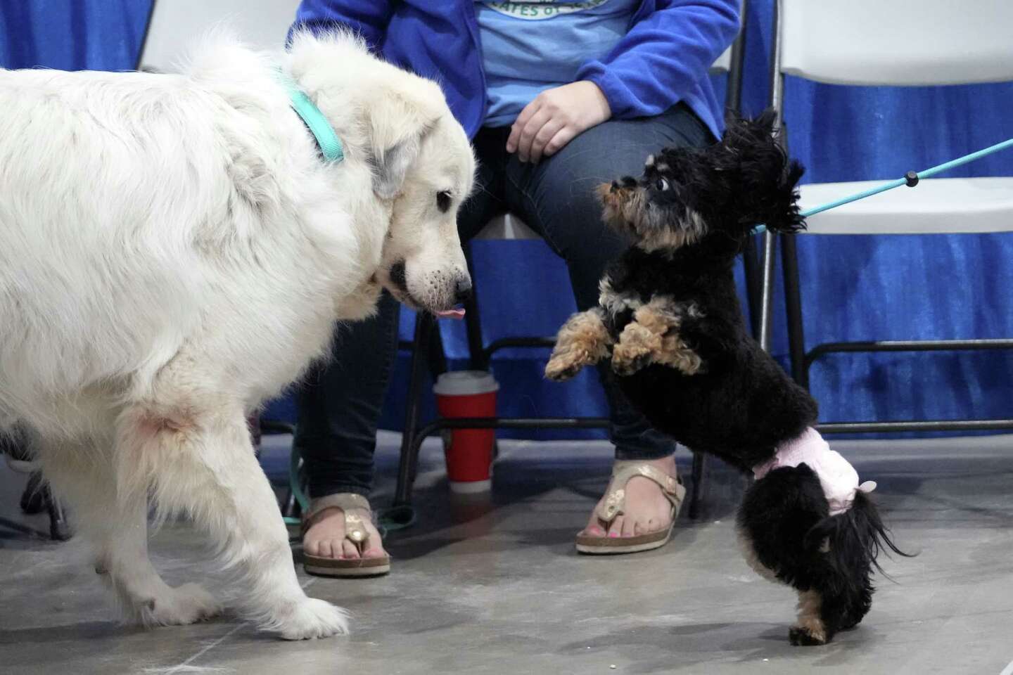 Houston World Series of Dog Shows brings dogs, competitions to NRG