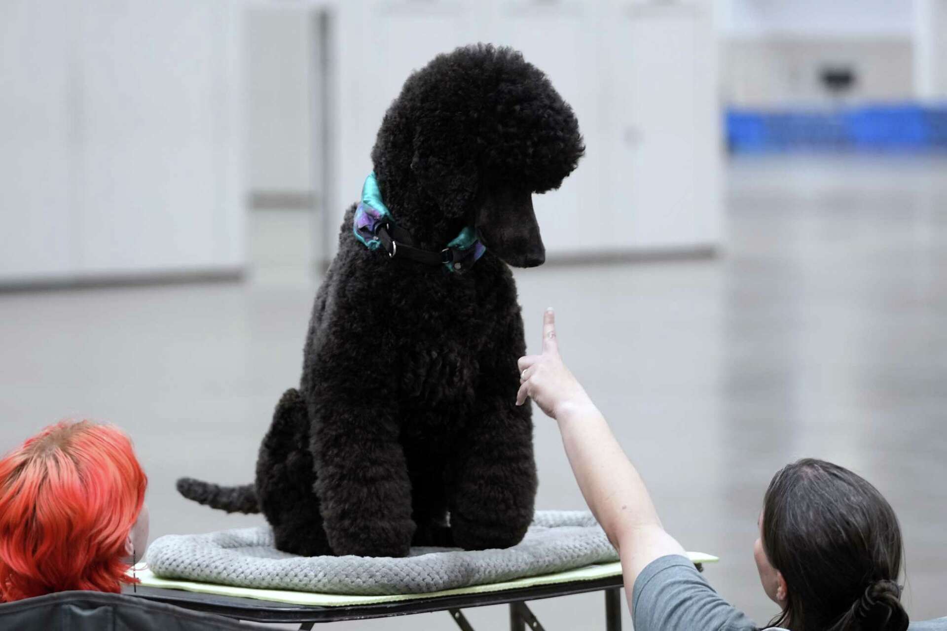 Houston World Series of Dog Shows brings dogs, competitions to NRG