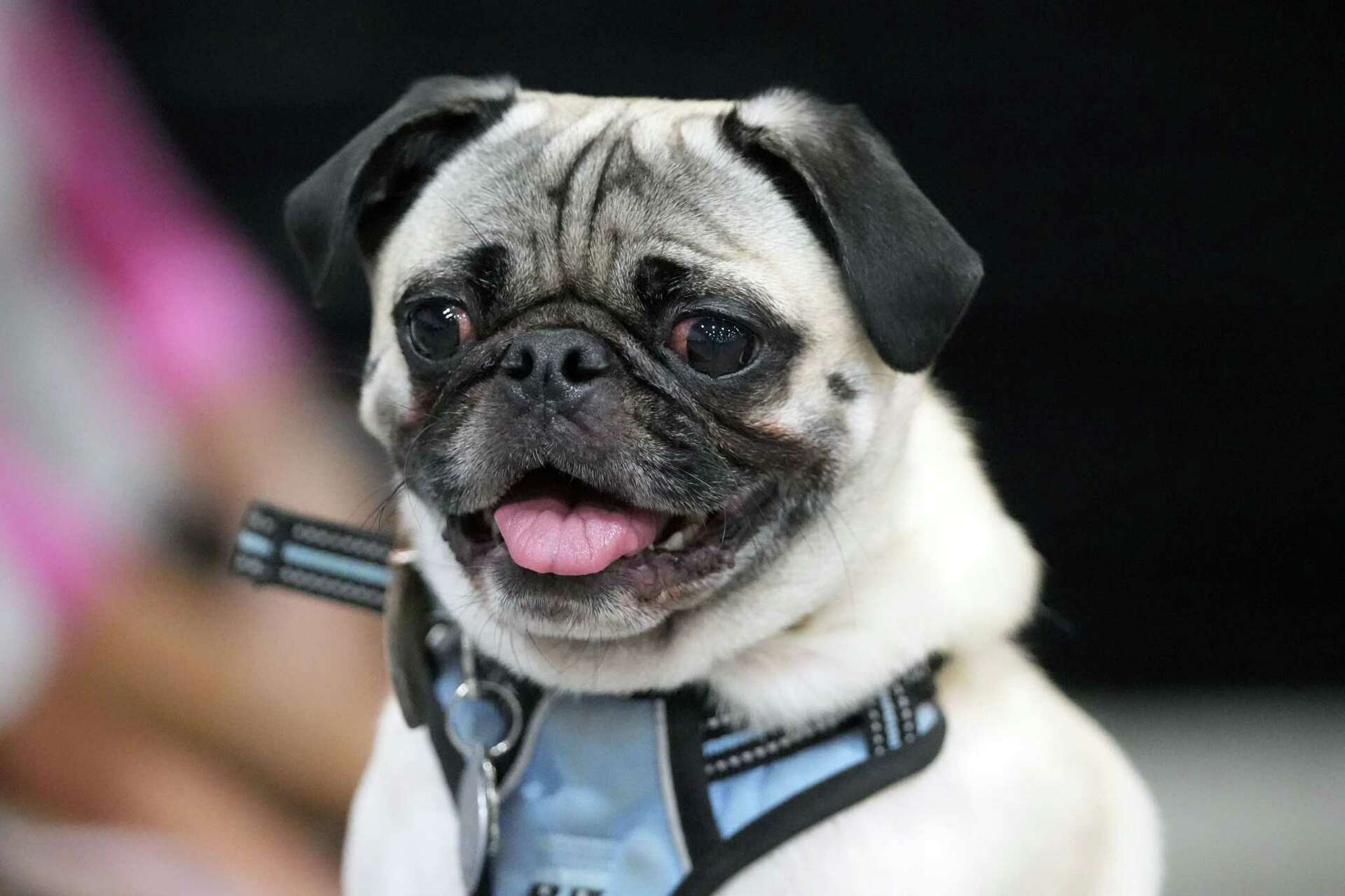 Houston World Series of Dog Shows brings dogs, competitions to NRG