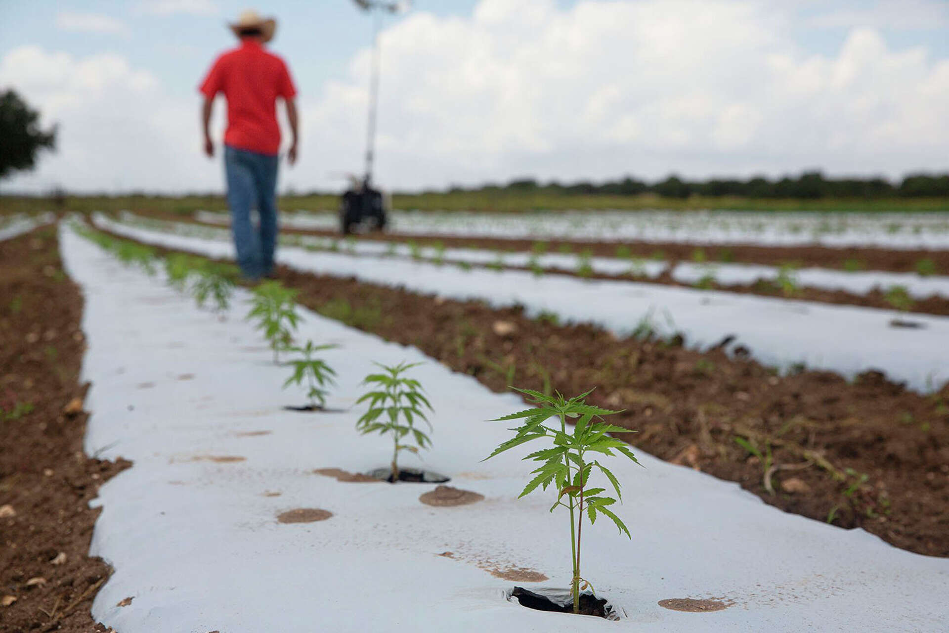 Texas built a legal hemp economy. New rules could tear it down