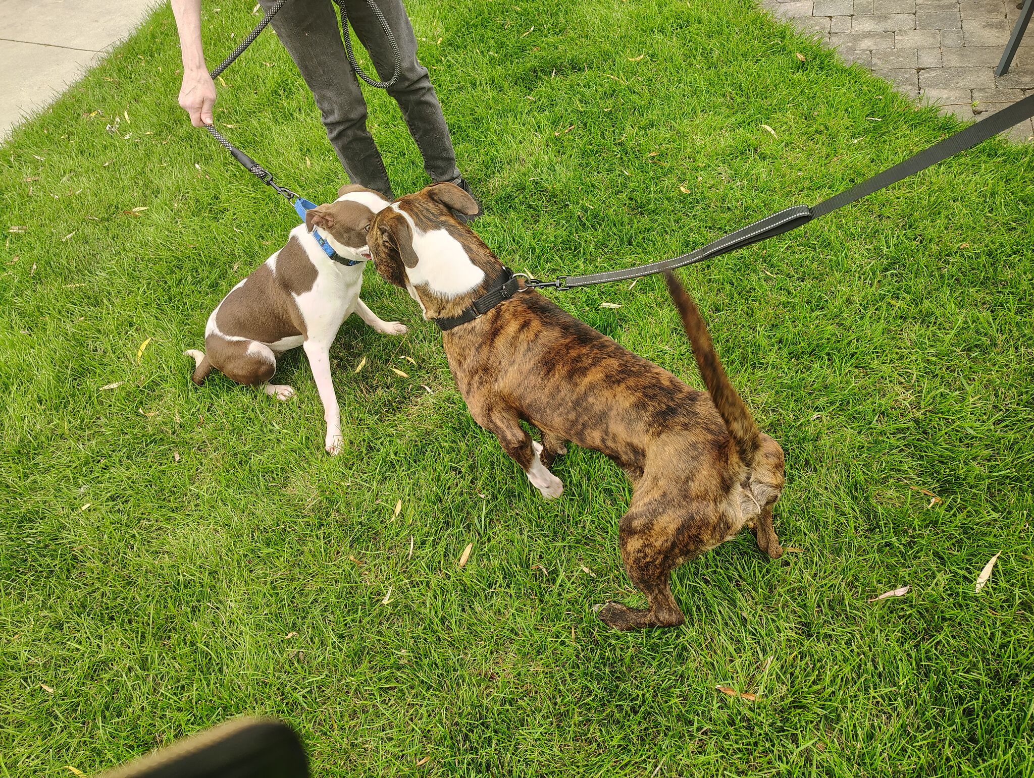'Pints for Pups' celebrates dogs, helps Humane Society
