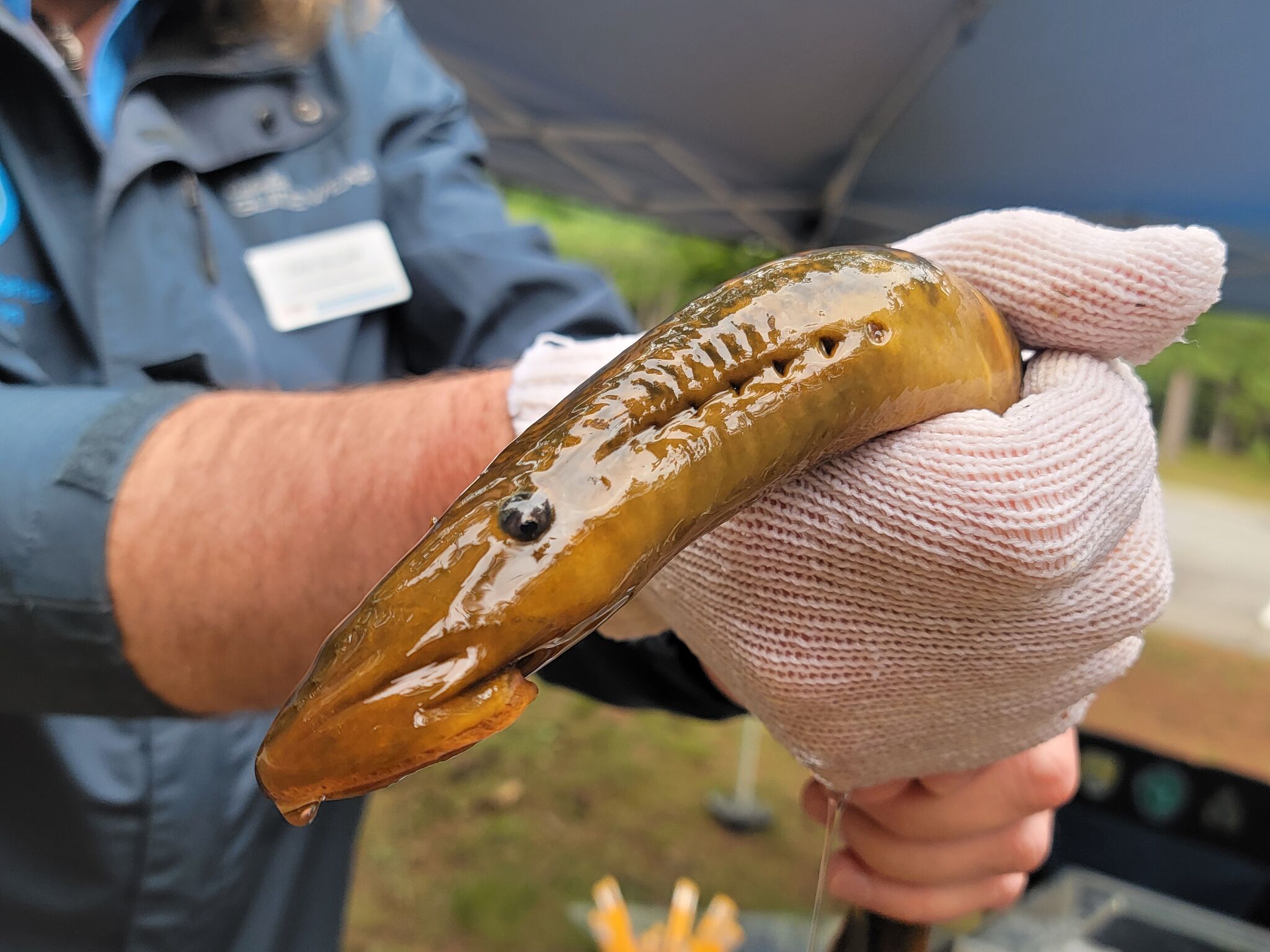 Benzie County rivers treated to kill invasive lamprey