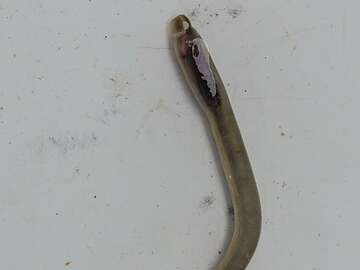 Benzie County rivers treated to kill invasive lamprey