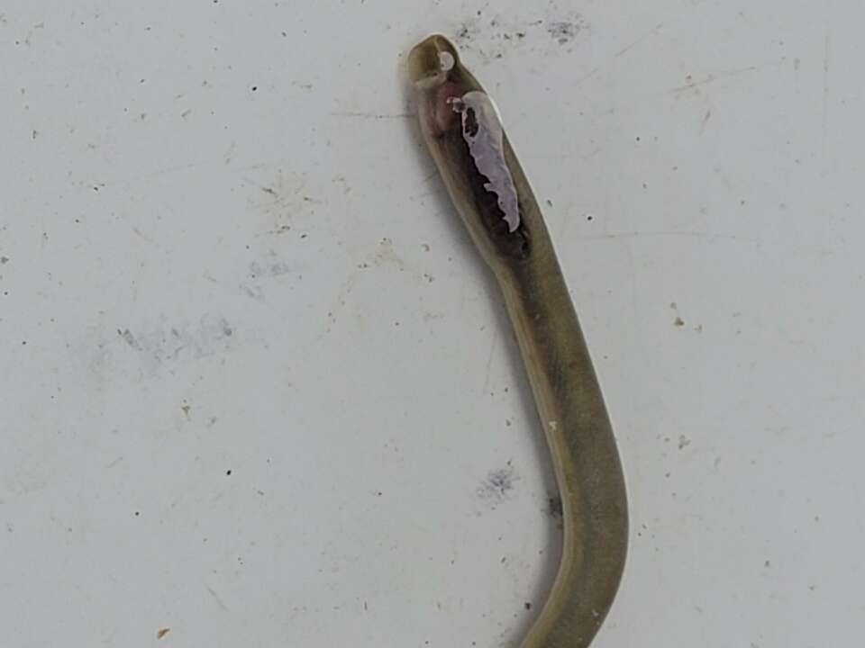 Benzie County rivers treated to kill invasive lamprey