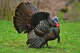 Michigan 2025 fall turkey hunting rules: No license applications