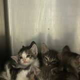 Who did the 'Be Someone,' 'Toeflop' graffiti in Houston?