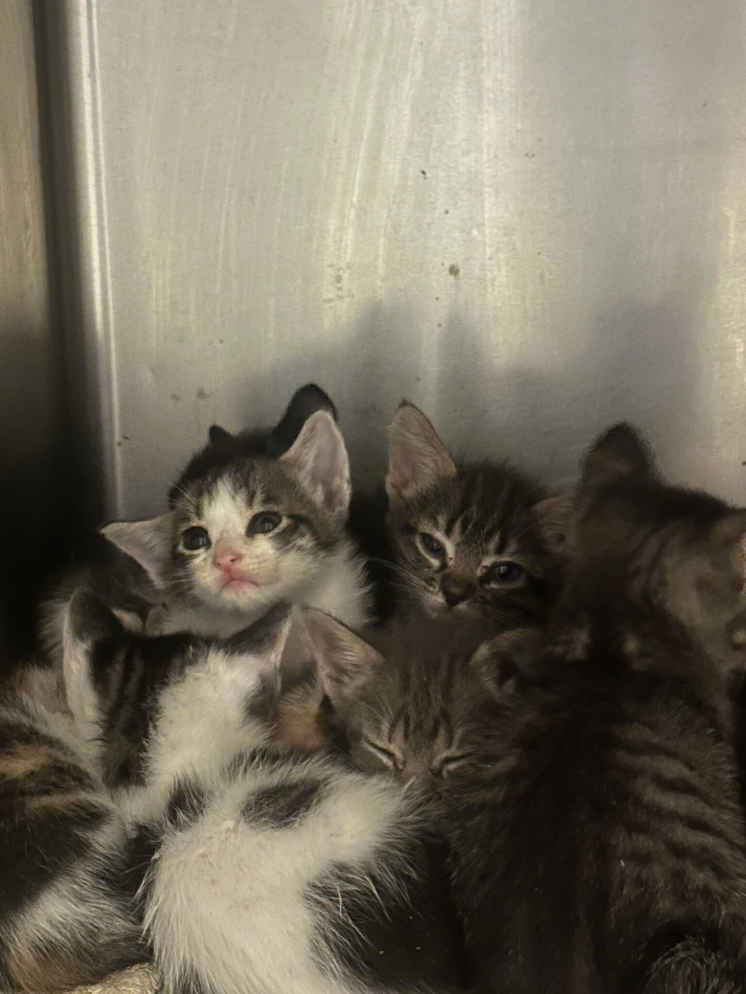 Kittens from the Hill Country are safe in Houston ready for adoption