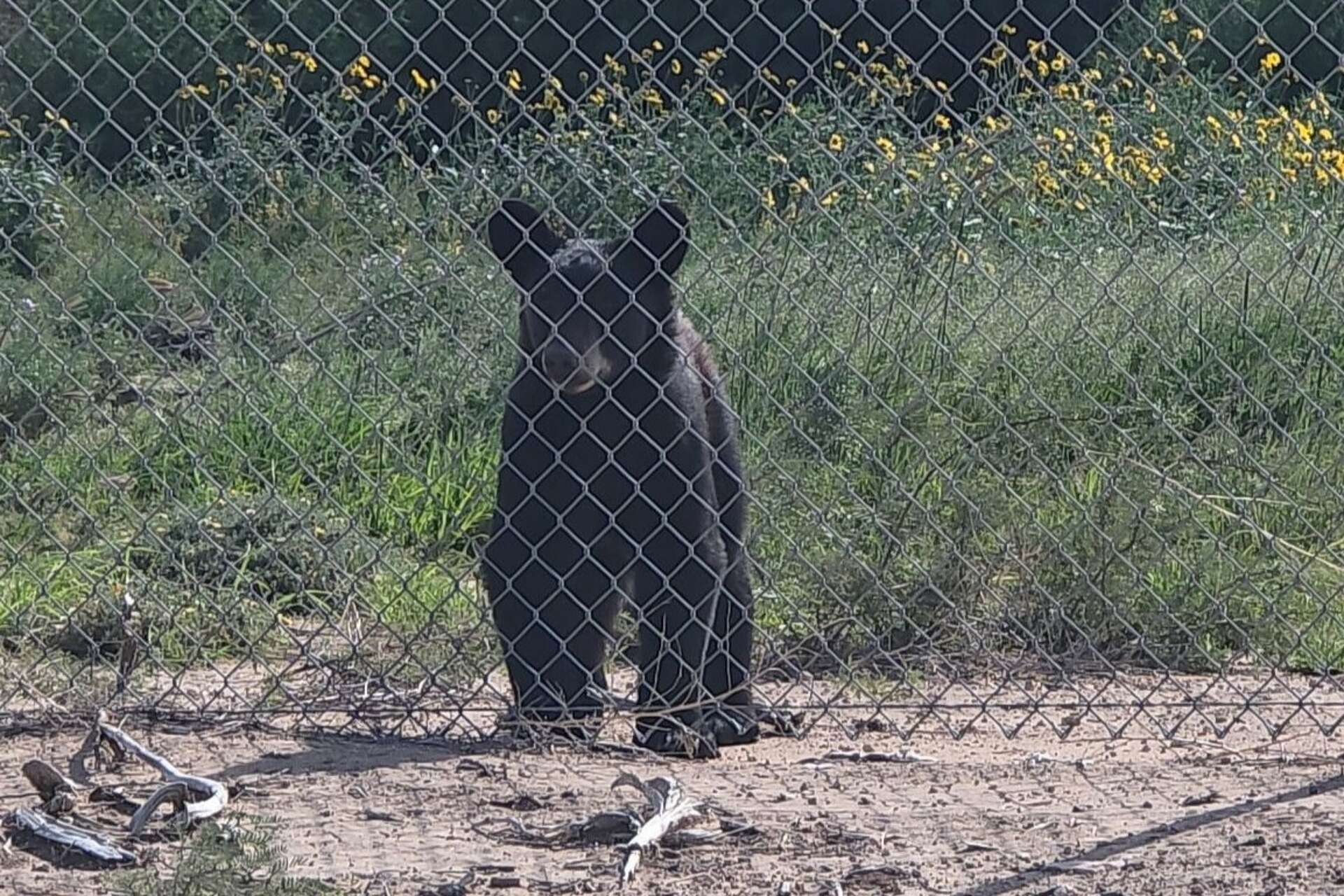 Young black bear makes surprise visit to West Texas counties