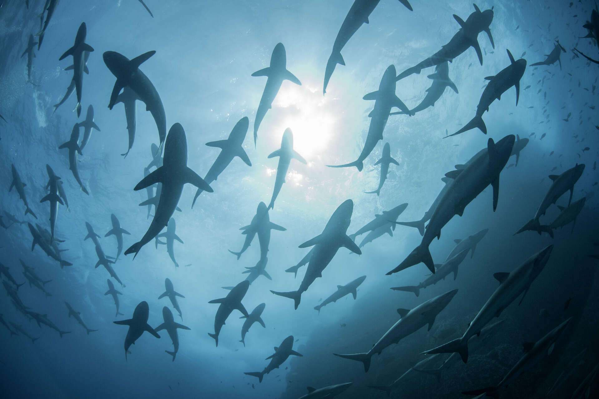 Fin Finder tool lets public, scientists track sharks in real time