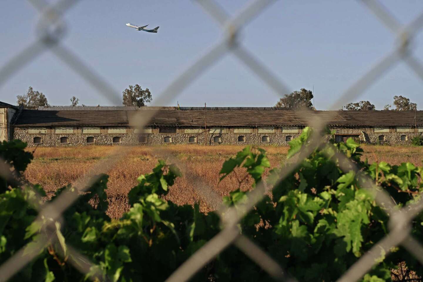 California winemakers’ quest to save Cucamonga Valley wine