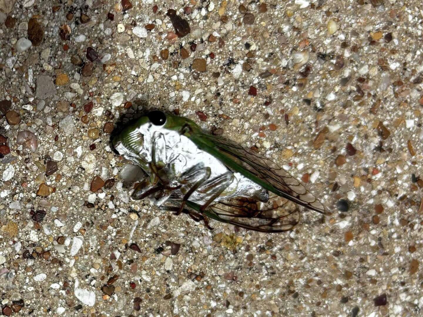 Dog-day cicadas are back in Texas: Here’s what that buzzing means