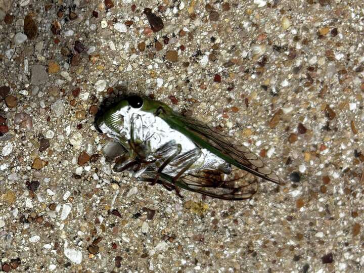 Dog-day cicadas are back in Texas: Here’s what that buzzing means