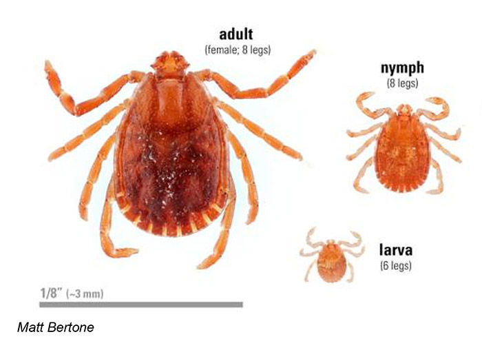 Everything to know of the Asian Longhorned Tick
