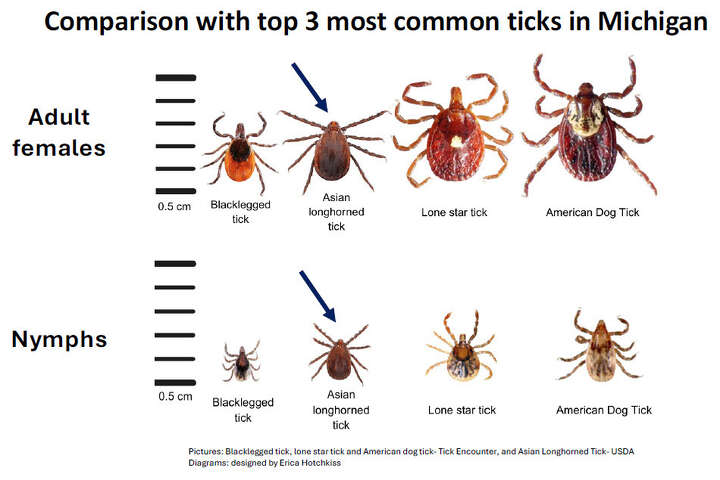Everything to know of the Asian Longhorned Tick