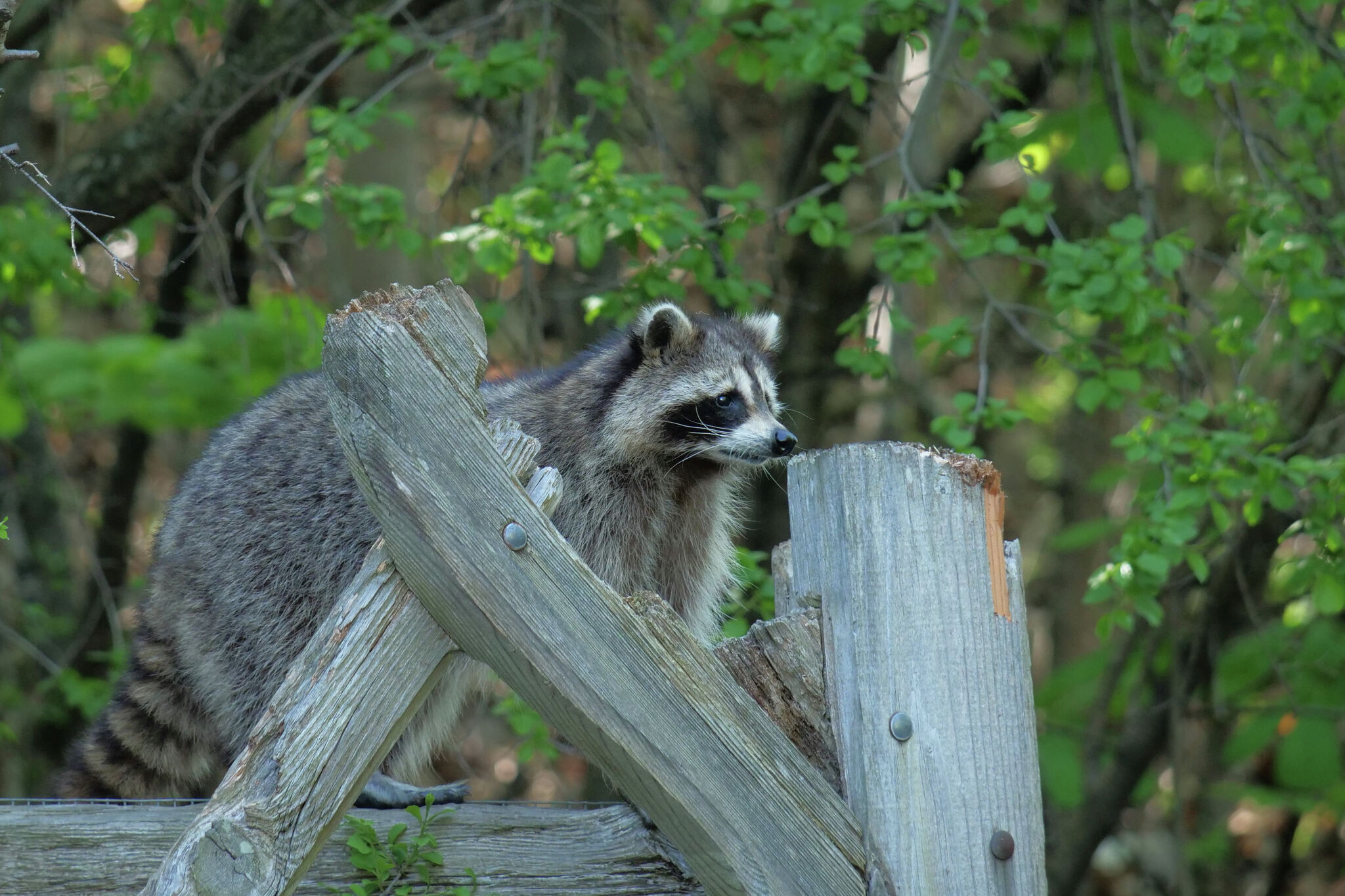 Video show S.F. man chasing raccoon with blowtorch