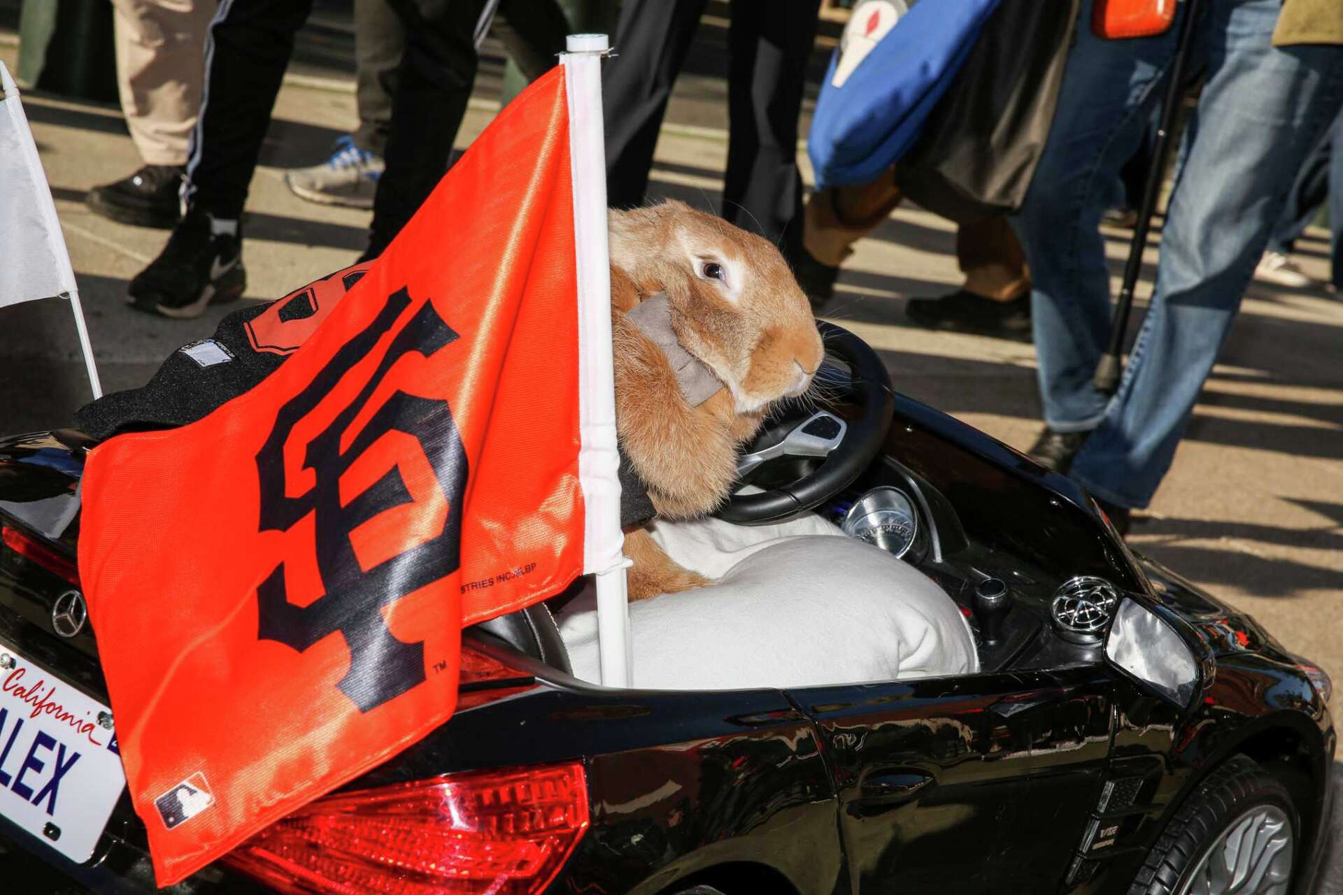 Alex the Great, S.F. Giants’ ‘rally rabbit,' dies after cancer battle
