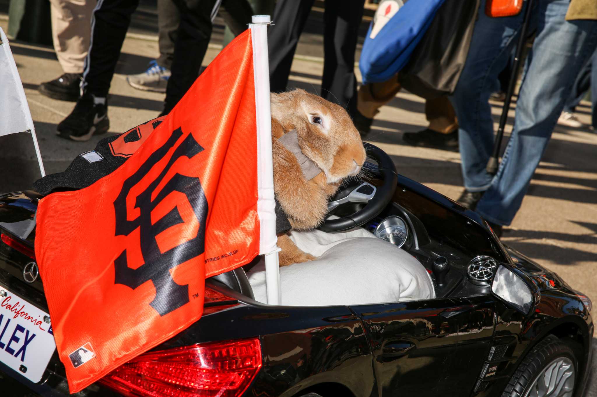Alex the Great, S.F. Giants’ ‘rally rabbit,' dies after cancer battle