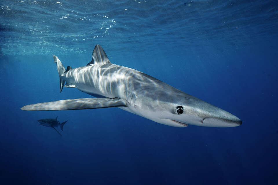 These 7 sharks hold Connecticut records for their size