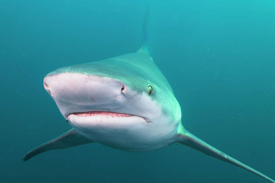 These 7 sharks hold Connecticut records for their size