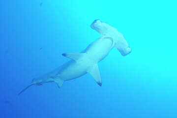 These 7 sharks hold Connecticut records for their size