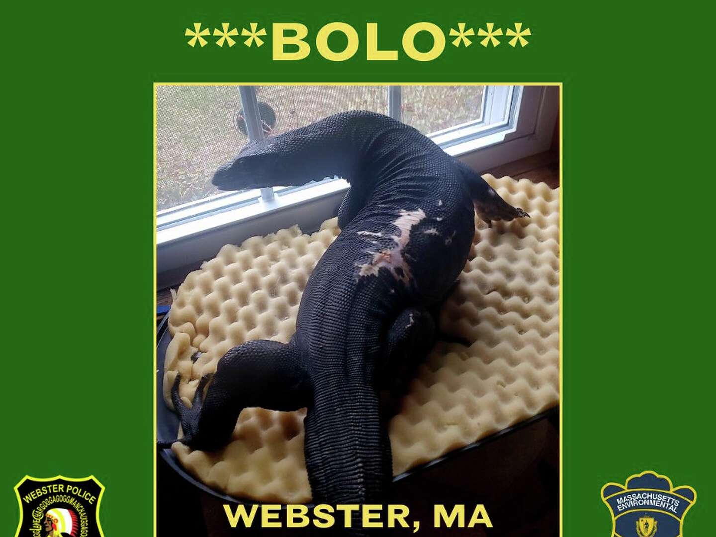 5-foot monitor lizard on the loose after escaping near CT border