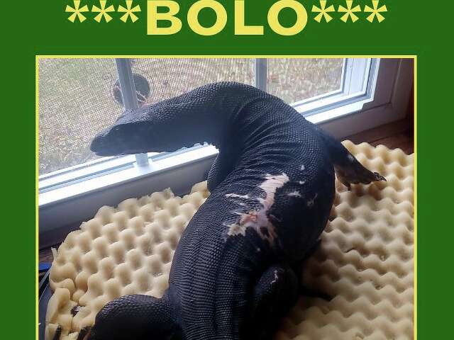 5-foot monitor lizard on the loose after escaping near CT border