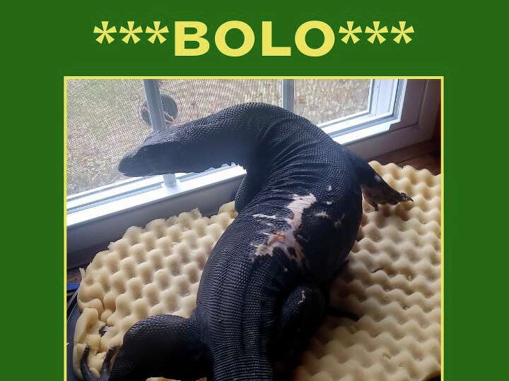 5-foot monitor lizard on the loose after escaping near CT border