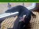 5-foot monitor lizard on the loose after escaping near CT border